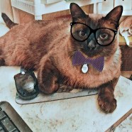 Cat With Nerd Glasses Cat With Nerd Glasses