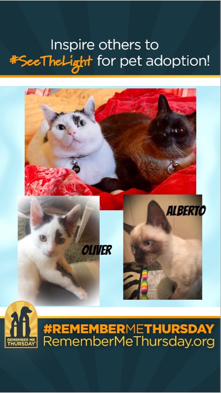 Remember Me Thursday. See The Light for Pet Adoption. | Home | felineopines