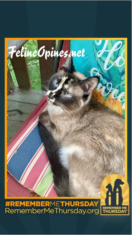 Remember Me Thursday. See The Light for Pet Adoption. | Home | felineopines