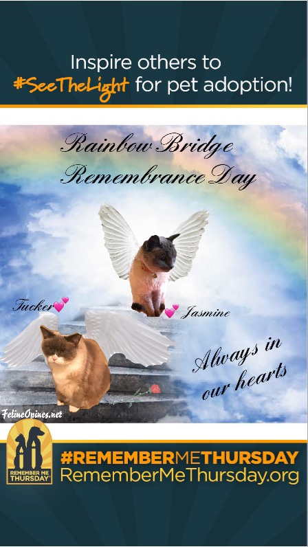 Remember Me Thursday. See The Light for Pet Adoption. | Home | felineopines