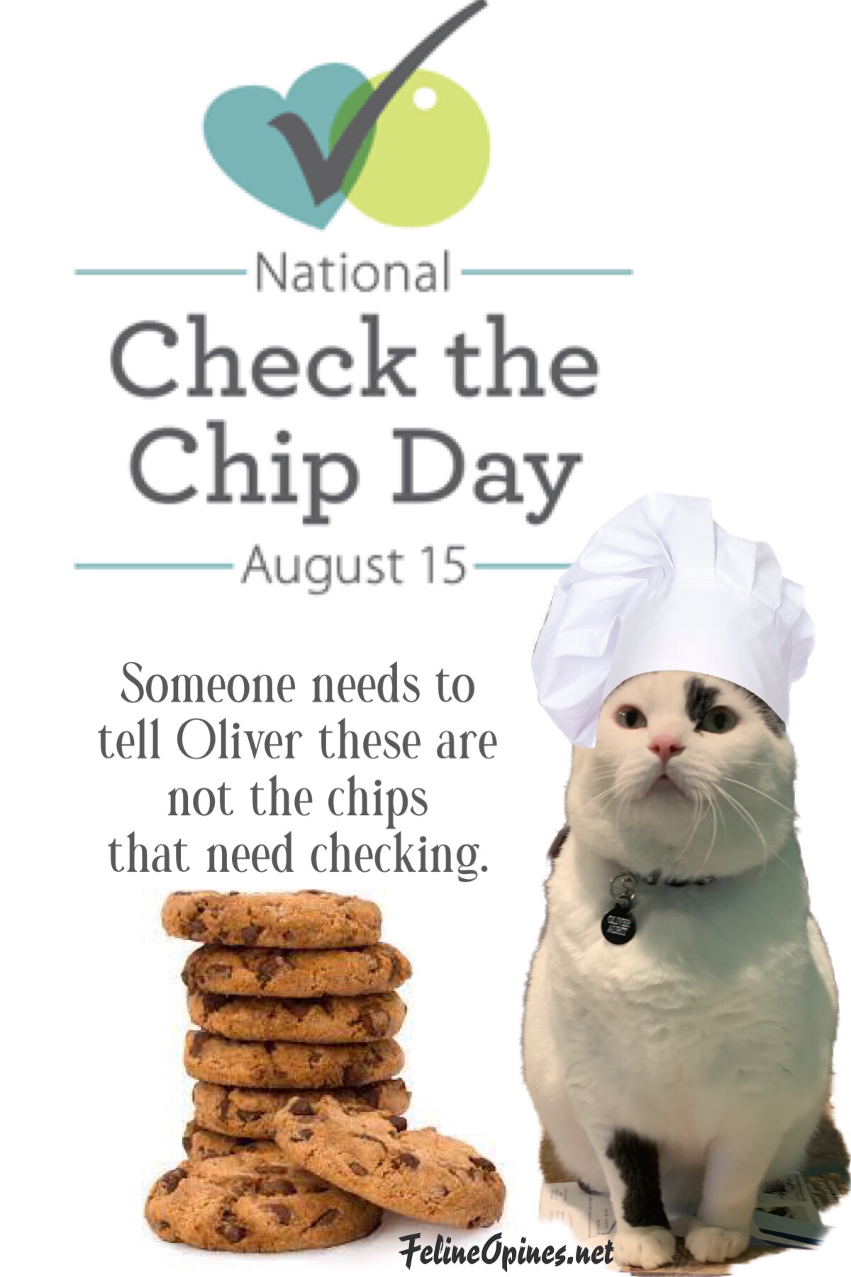 Oliver says check your chips! | Home | felineopines