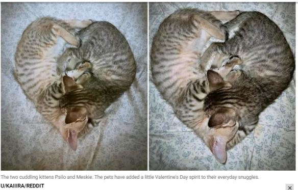 Home | felineopines | The world from a feline point of view | Page 2