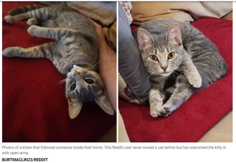 Home | felineopines | The world from a feline point of view | Page 2