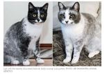 Home | felineopines | The world from a feline point of view | Page 2